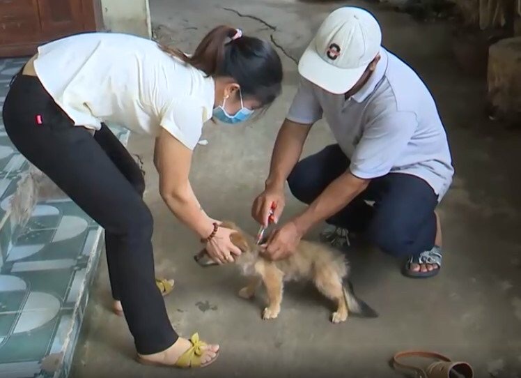 Tiếp tục ghi nhận ổ dại trên chó hoang ở huyện Vĩnh Cửu